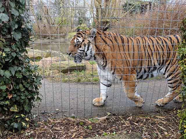 Top 8 Things to Do in Shepreth Wildlife Park Cambridge